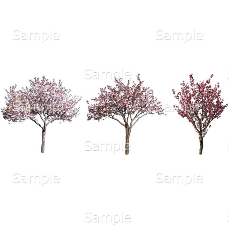 桜素材 – sozaiya.com