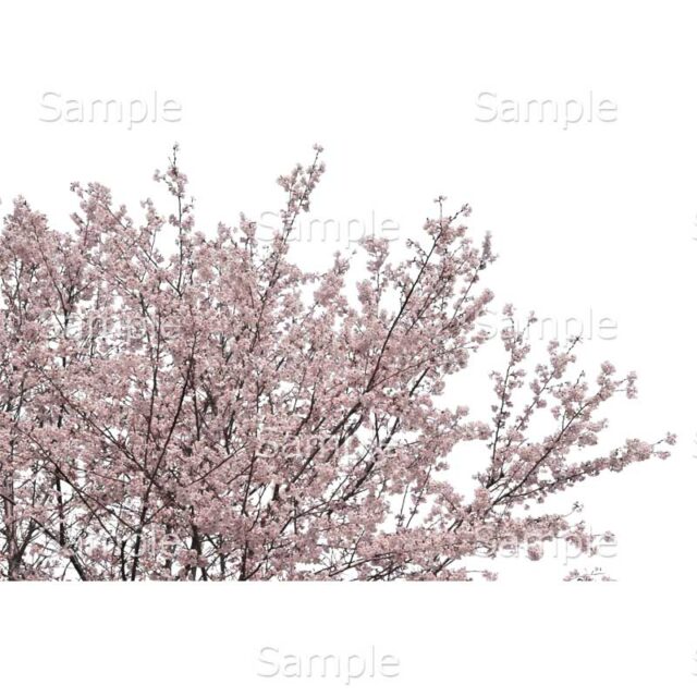桜素材 – sozaiya.com