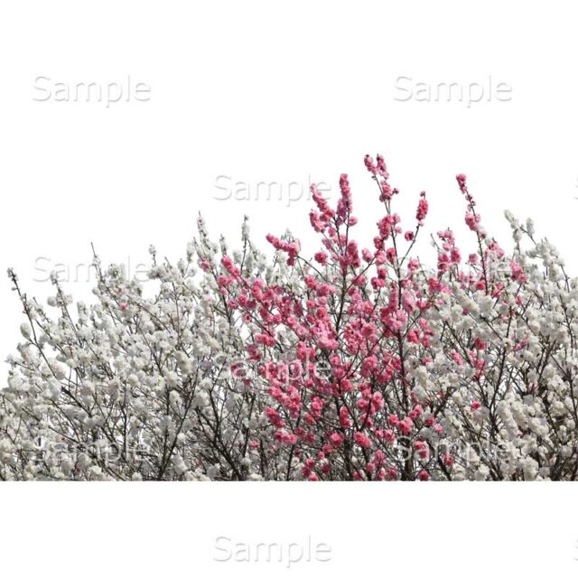 桜素材 – sozaiya.com