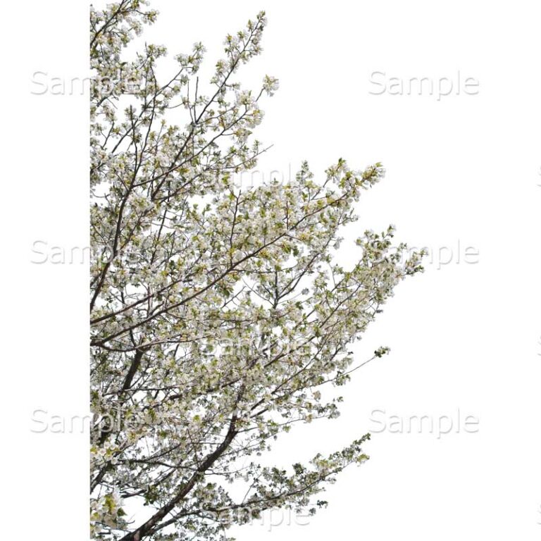 桜素材 – sozaiya.com