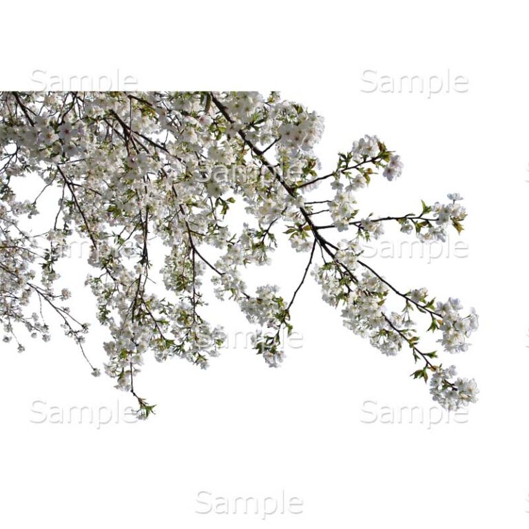 桜素材 – sozaiya.com