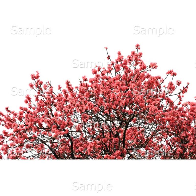 桜素材 – sozaiya.com