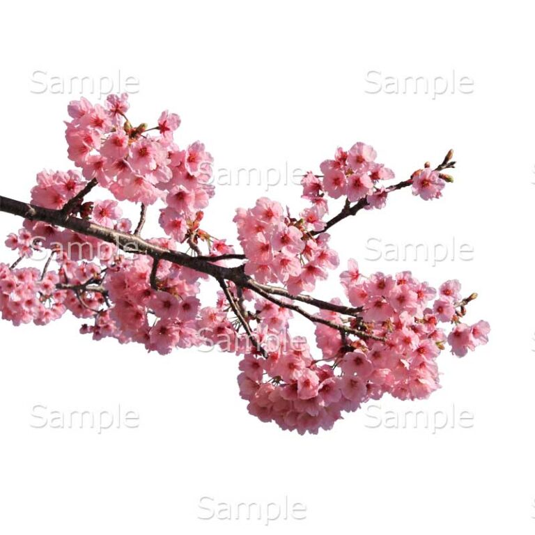 桜素材 – sozaiya.com