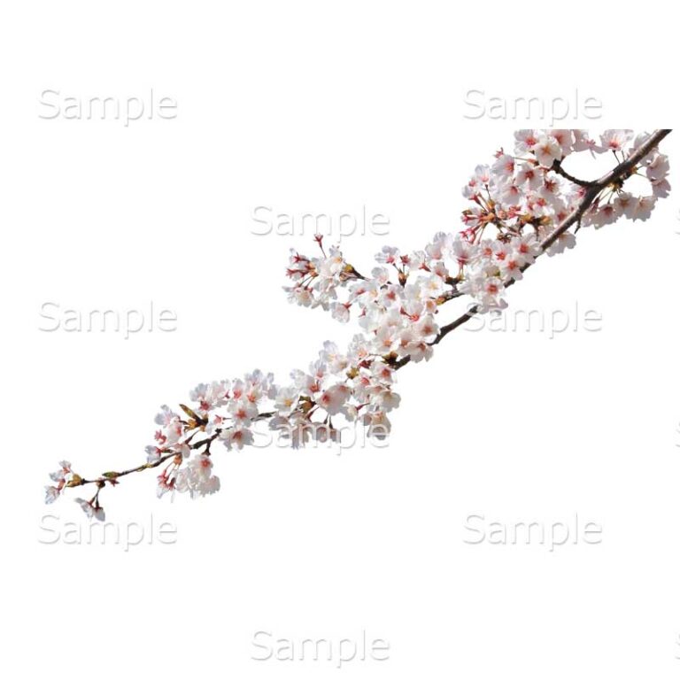 桜素材 – sozaiya.com