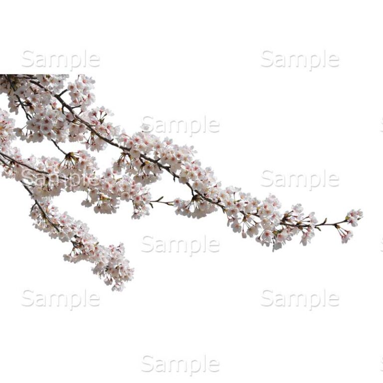 桜素材 – sozaiya.com