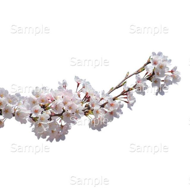 桜素材 – sozaiya.com