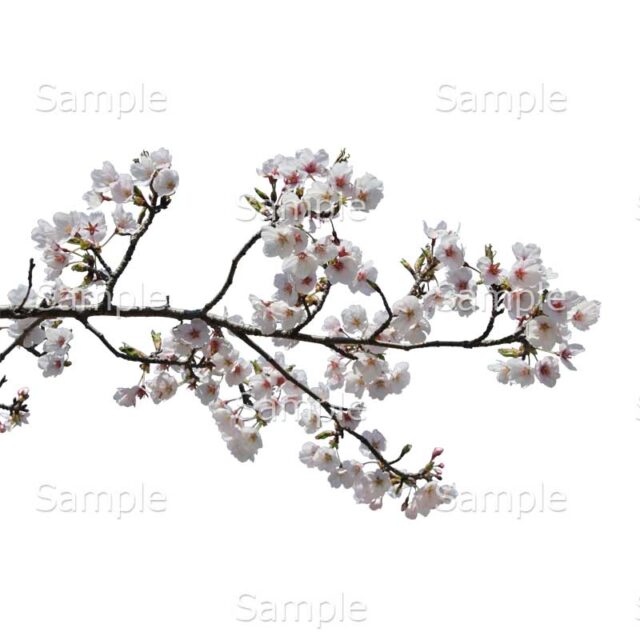 桜素材 – sozaiya.com