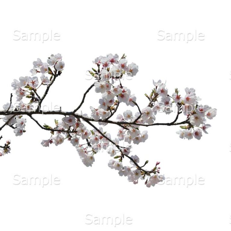 桜素材 – sozaiya.com