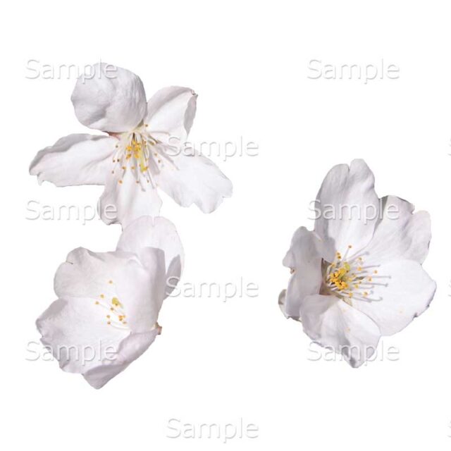 桜素材 – sozaiya.com
