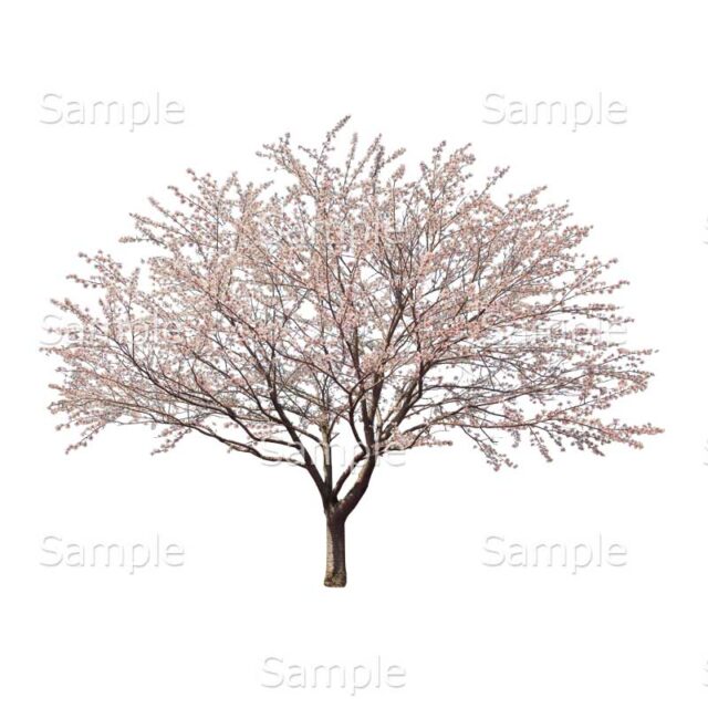 sa051 – sozaiya.com