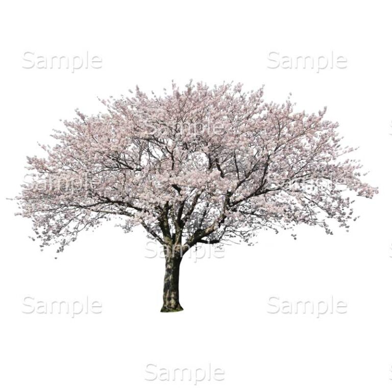 桜素材 – sozaiya.com