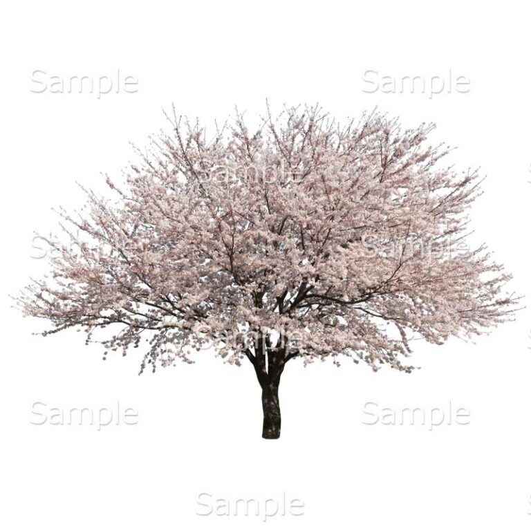桜素材 – sozaiya.com