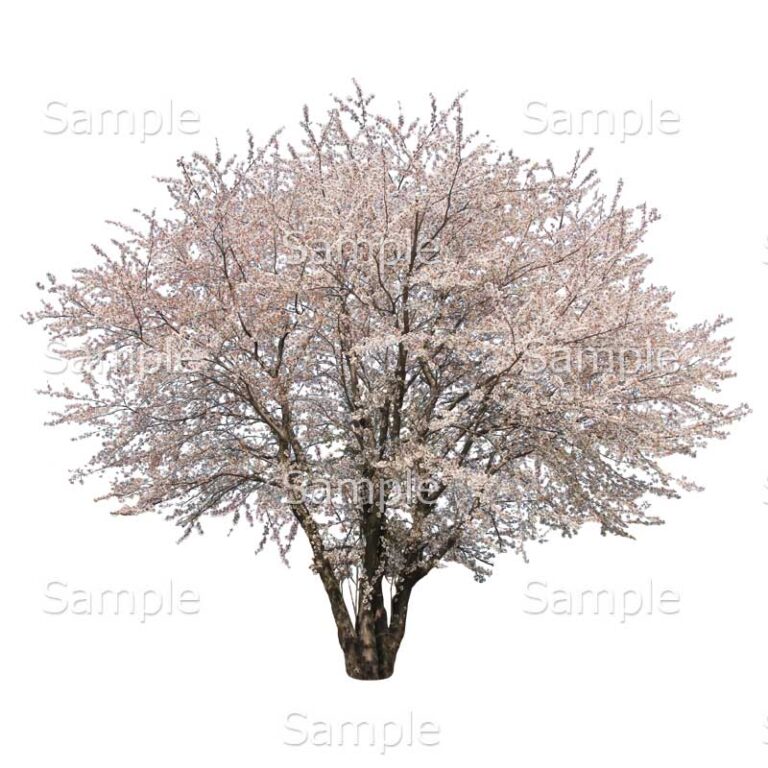 桜素材 – sozaiya.com
