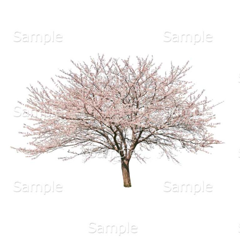 桜素材 – sozaiya.com