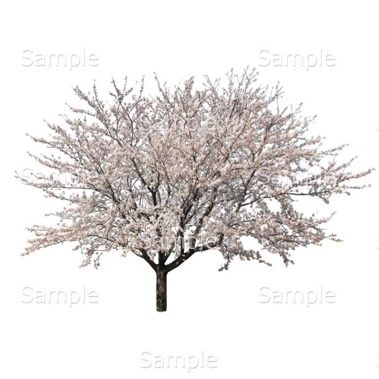 桜素材 – sozaiya.com