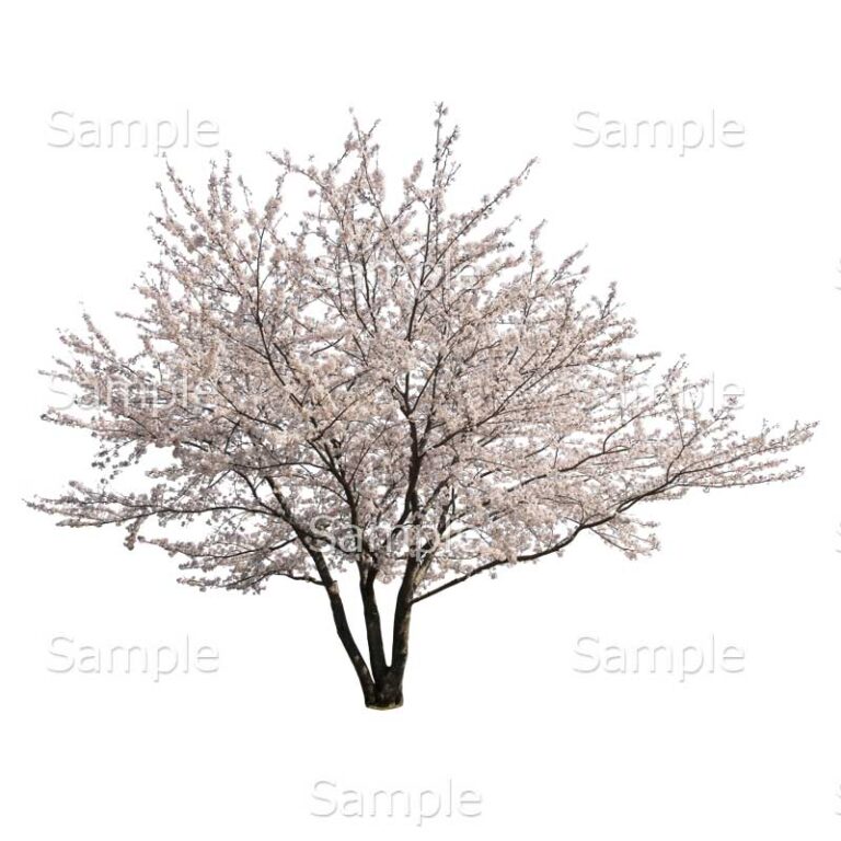 桜素材 – sozaiya.com