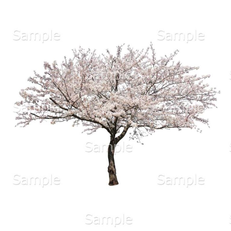 桜素材 – sozaiya.com
