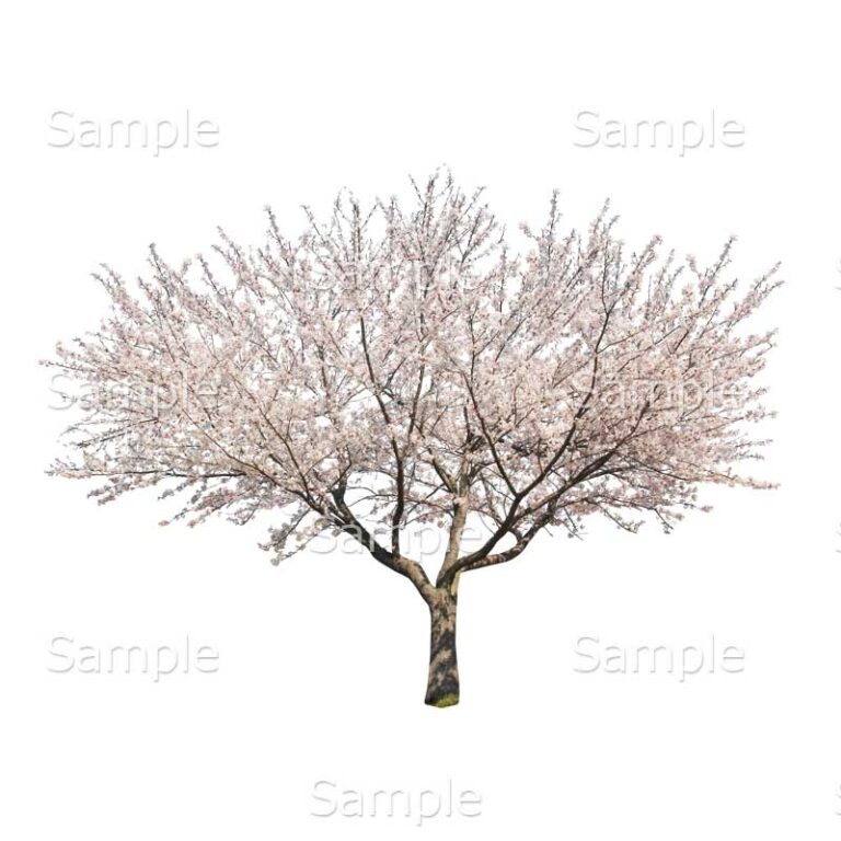 桜素材 – sozaiya.com