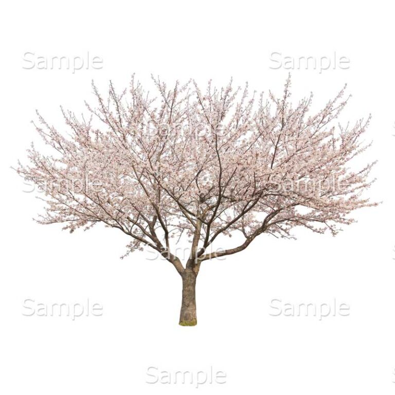 桜素材 – sozaiya.com