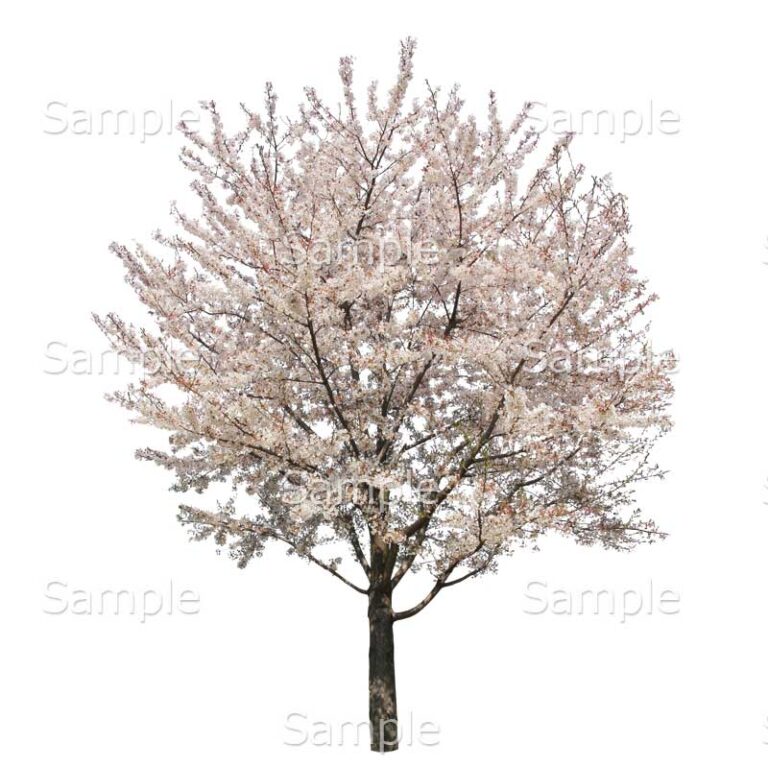 sa169 – sozaiya.com