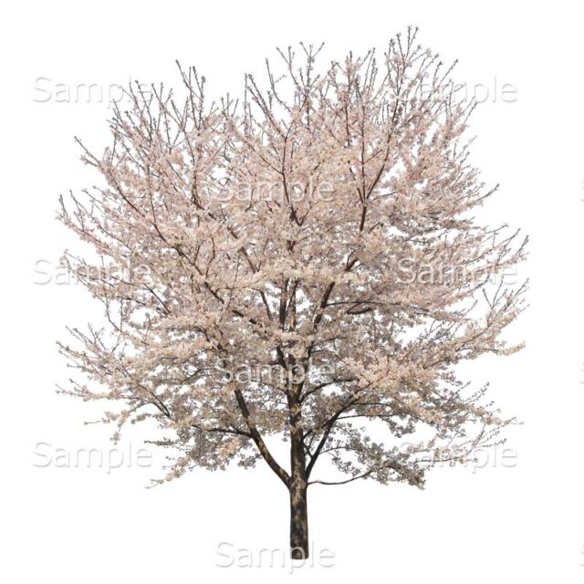 sa066 – sozaiya.com