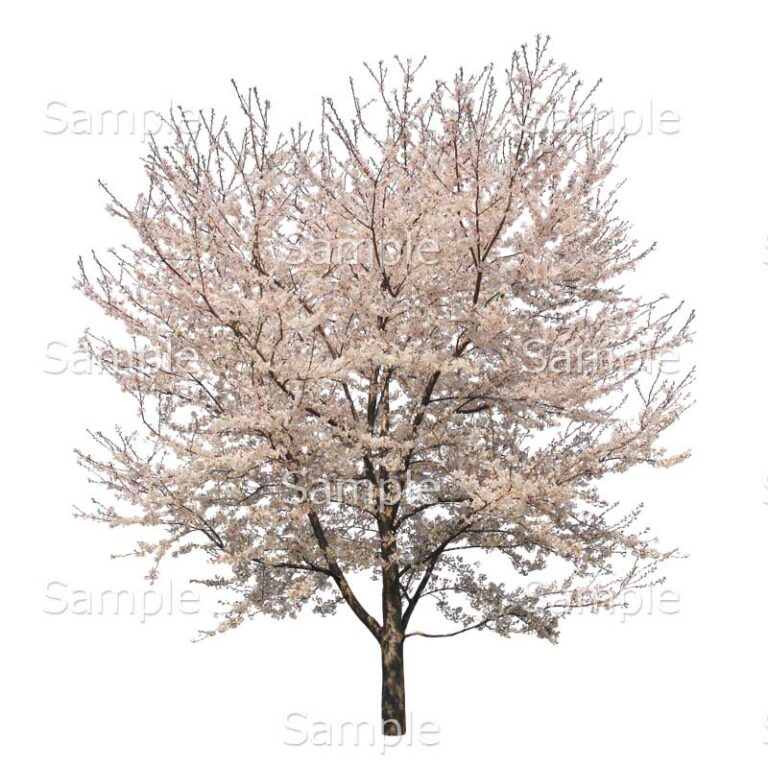 桜素材 – sozaiya.com