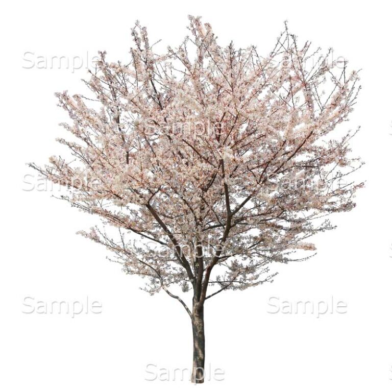 桜素材 – sozaiya.com