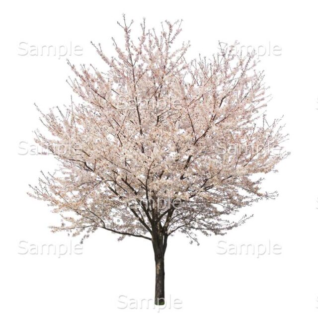 桜素材 – sozaiya.com