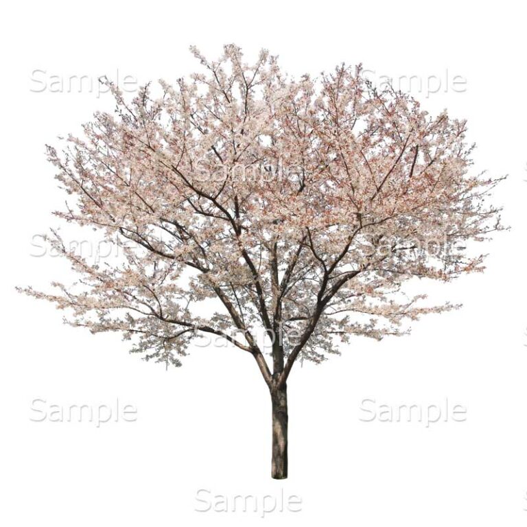 sa169 – sozaiya.com