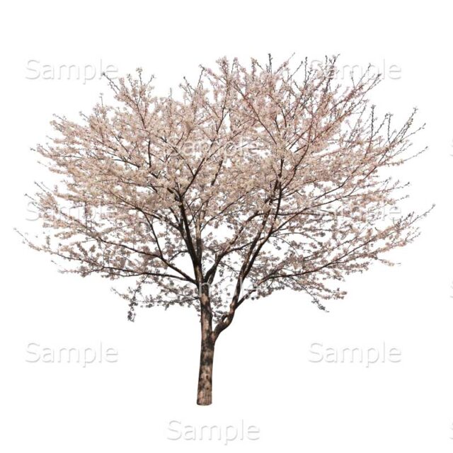 桜素材 – sozaiya.com