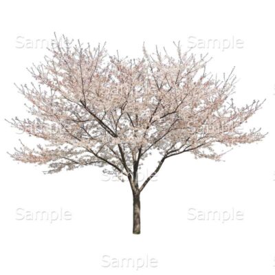桜素材 – sozaiya.com