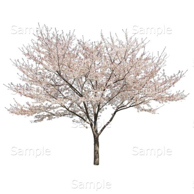桜素材 – sozaiya.com