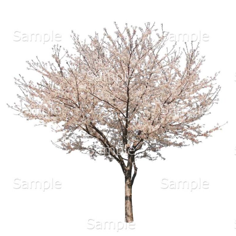 桜素材 – sozaiya.com