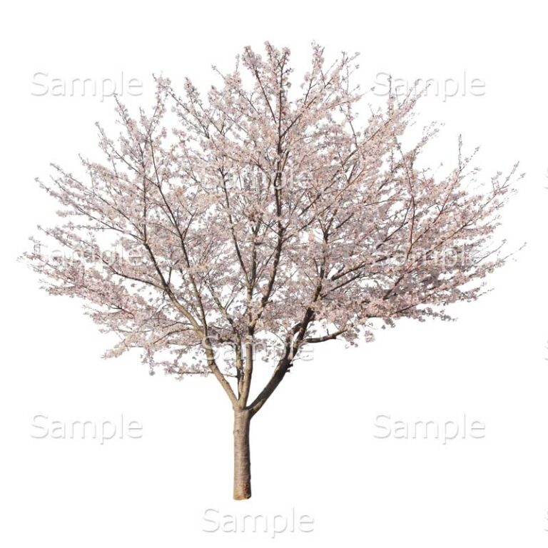 桜素材 – sozaiya.com