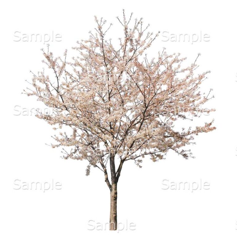 桜素材 – sozaiya.com