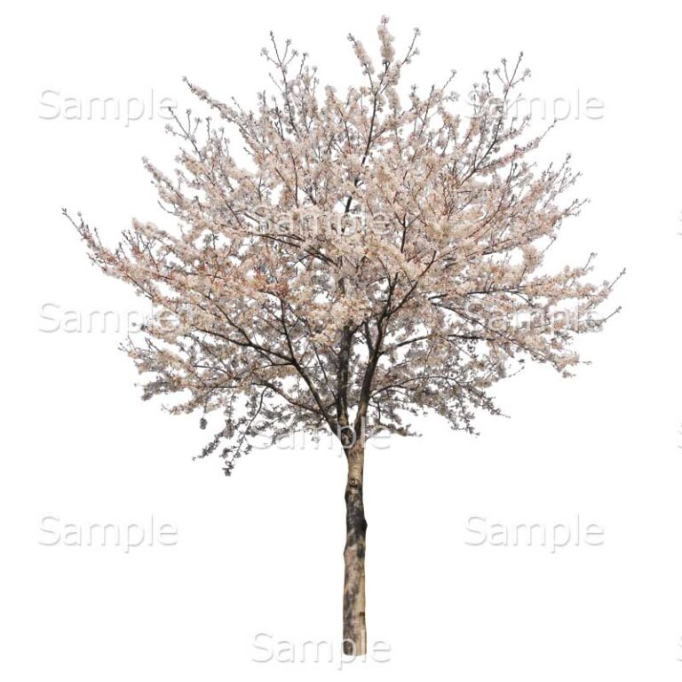 桜素材 – sozaiya.com