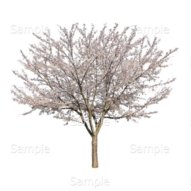 桜素材 – sozaiya.com