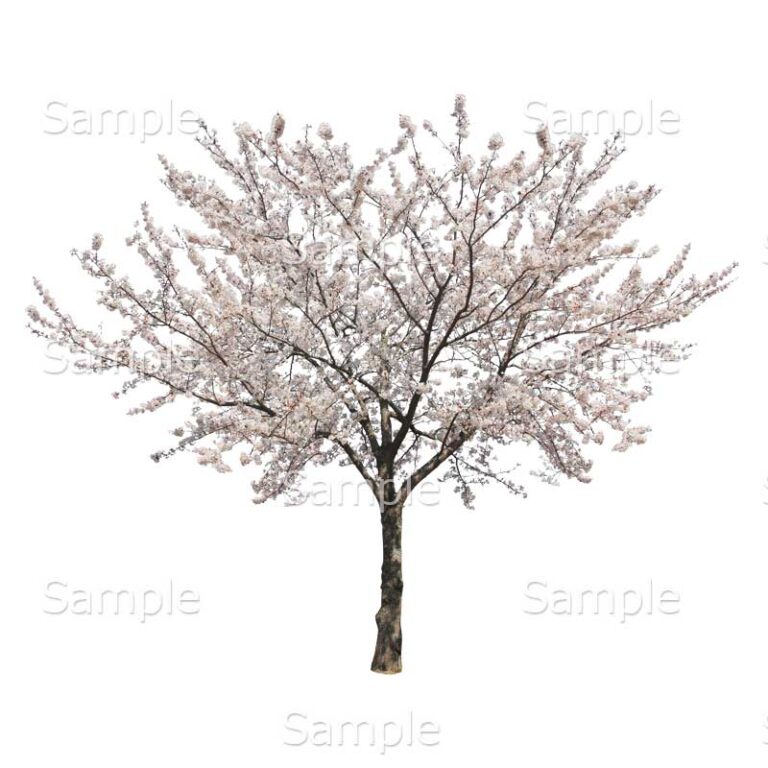 桜素材 – sozaiya.com