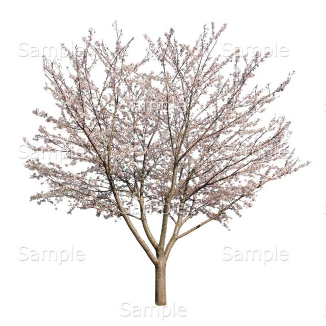 樱花素材 – sozaiya.com