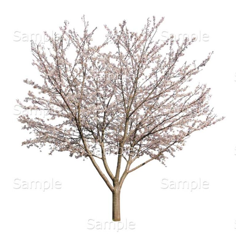 桜素材 – sozaiya.com