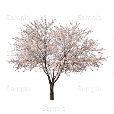 桜素材 – sozaiya.com