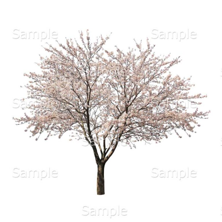 桜素材 – sozaiya.com