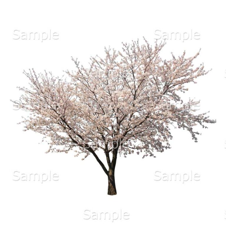 桜素材 – sozaiya.com