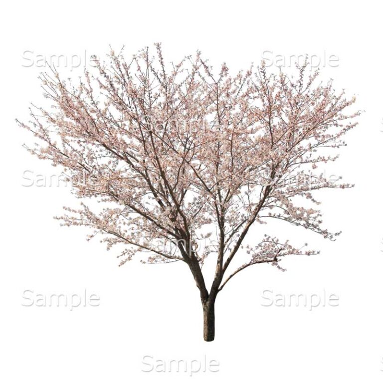 桜素材 – sozaiya.com