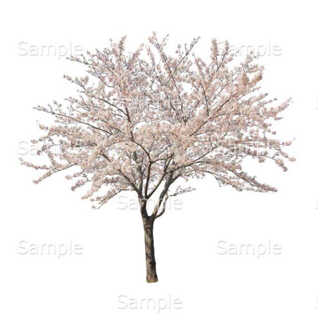 桜素材 – sozaiya.com