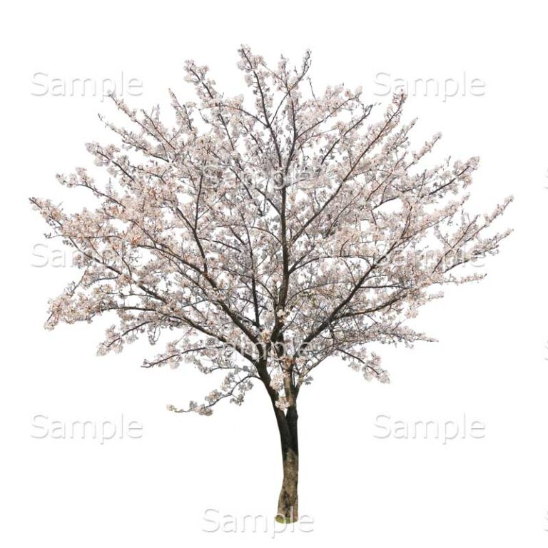 桜素材 – sozaiya.com