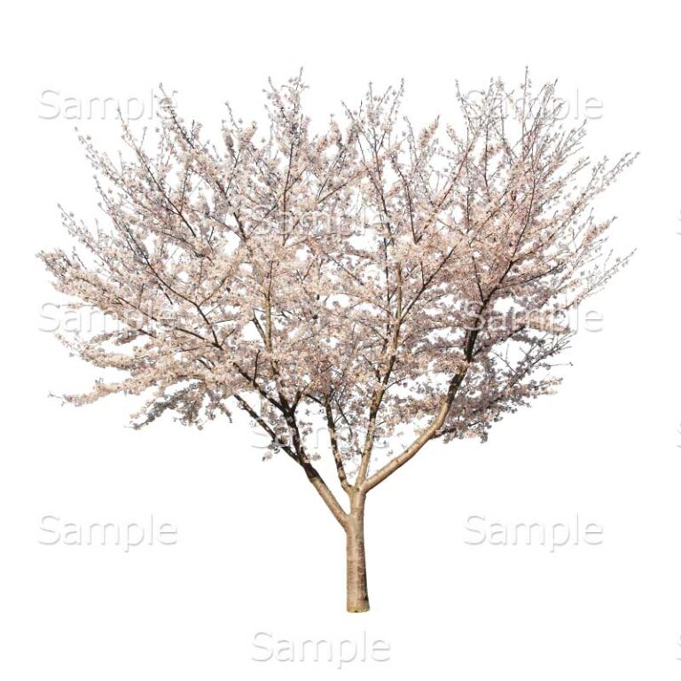 桜素材 – sozaiya.com