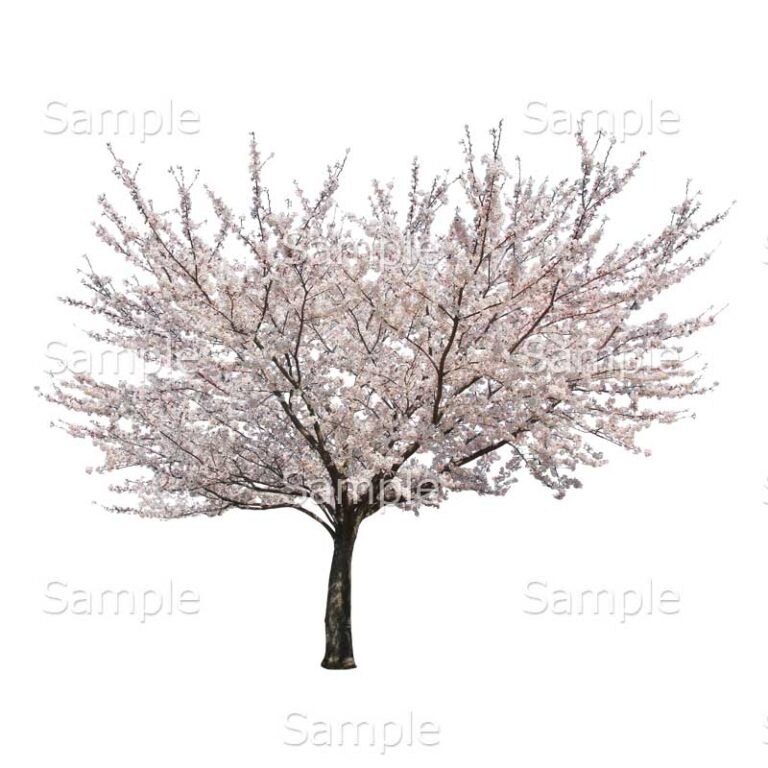 桜素材 – sozaiya.com