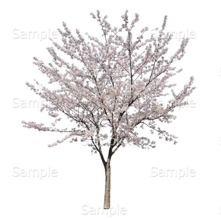 桜素材 – sozaiya.com