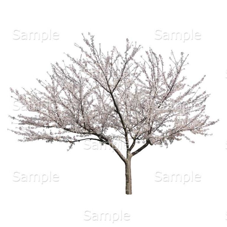 桜素材 – sozaiya.com